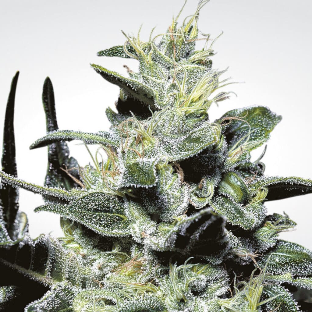 Sativa Cannabis Seeds UK – Quintessential Tips