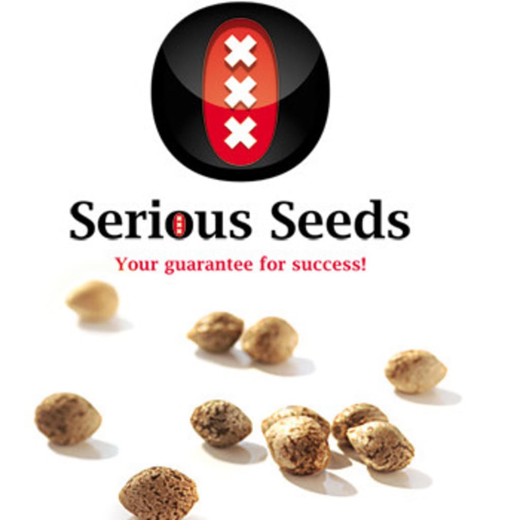 Serious Seeds | UK Cannabis Seeds For Sale – Quintessential Tips